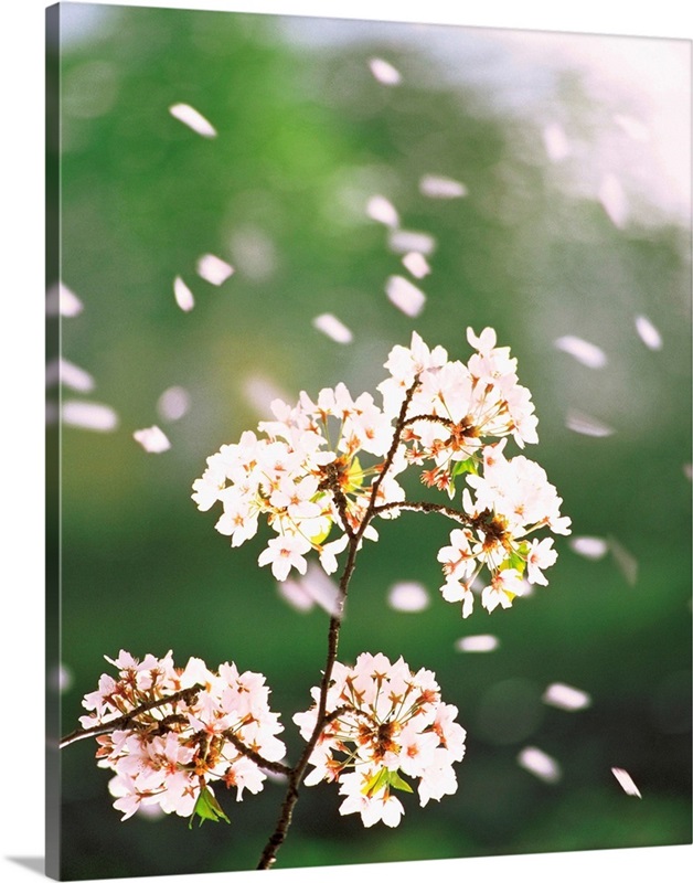 Flower petals floating in air | Great Big Canvas