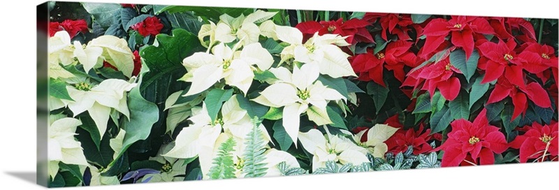 Flowers | Great Big Canvas