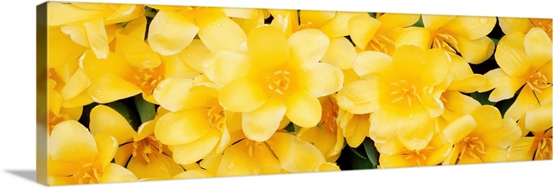 Flowers | Great Big Canvas