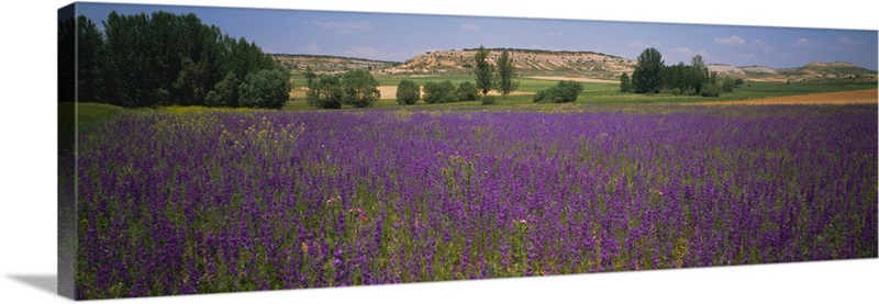 Flowers in a field, Castile, Leon, Spain | Great Big Canvas