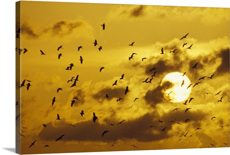 Flying Birds | Great Big Canvas