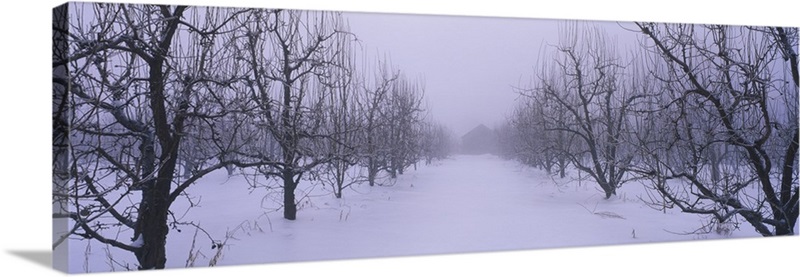 Fog over a snow covered pear orchard, Upper Hood River Valley, Hood ...