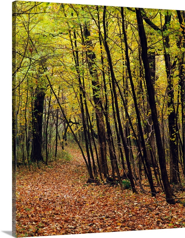 Forest trail through autumn color trees, Myre-Big Island State Park ...