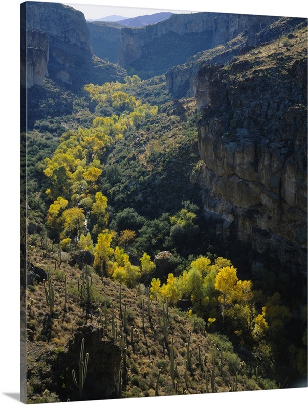 Fremont Cottonwood (Populus fremontii) trees in a forest, Arnett Creek ...