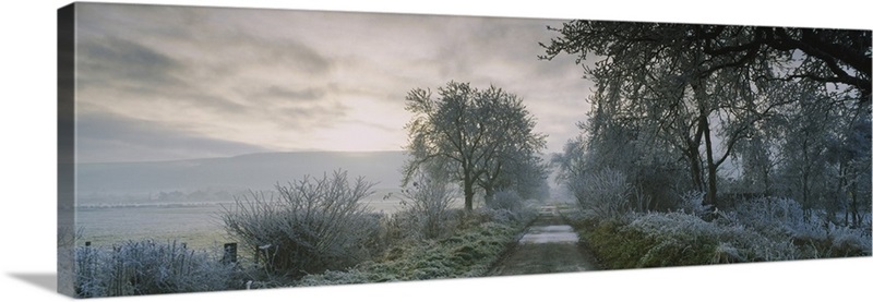 Frost on trees, Staxton, North Yorkshire, England | Great Big Canvas