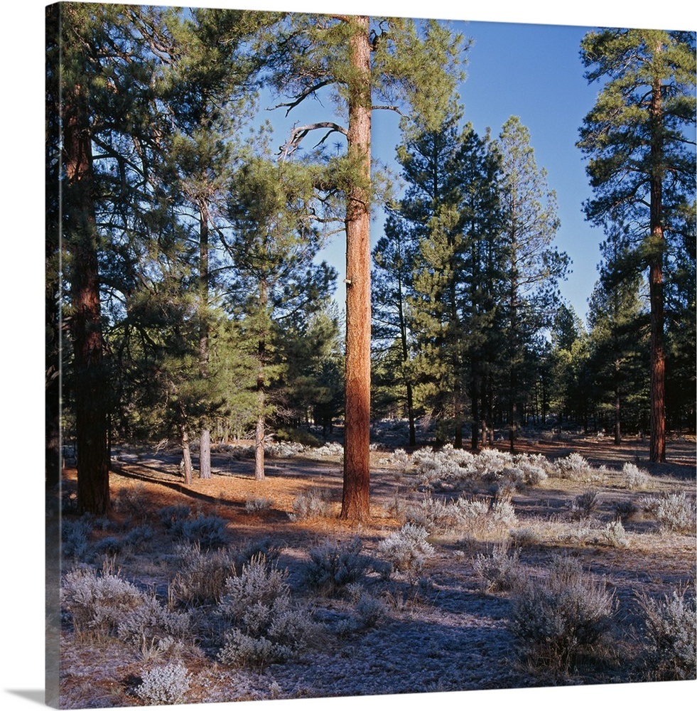 Frosted underbrush in ponderosa pine tree forest, Kaibab National ...