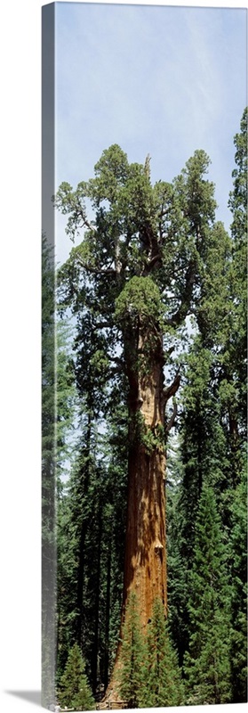 General Sherman Tree Sequoia National Park CA | Great Big Canvas