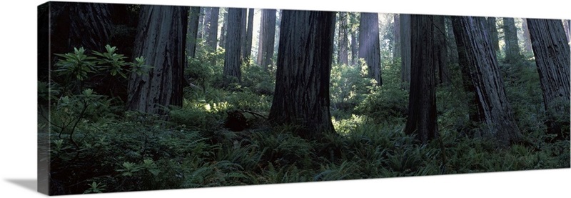 Giant Redwoods Redwood National Park CA | Great Big Canvas