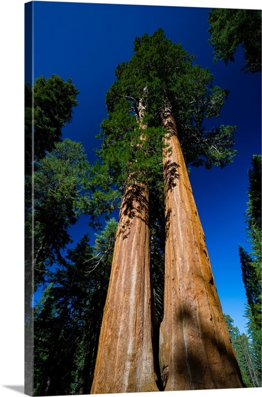 Giant Sequoia tree in a forest, Sequoia National Park, California ...
