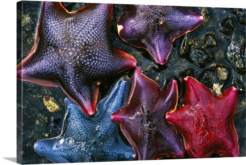 Group Of Starfish | Great Big Canvas