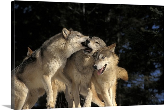 Group of Wolves Playing in Canada Photo Canvas Print | Great Big Canvas