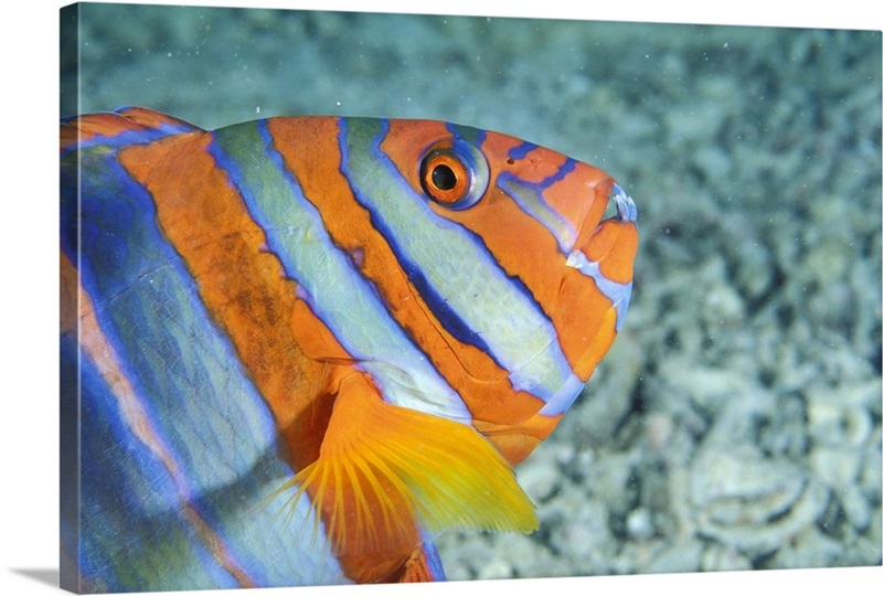 Harlequin Fish Australia | Great Big Canvas