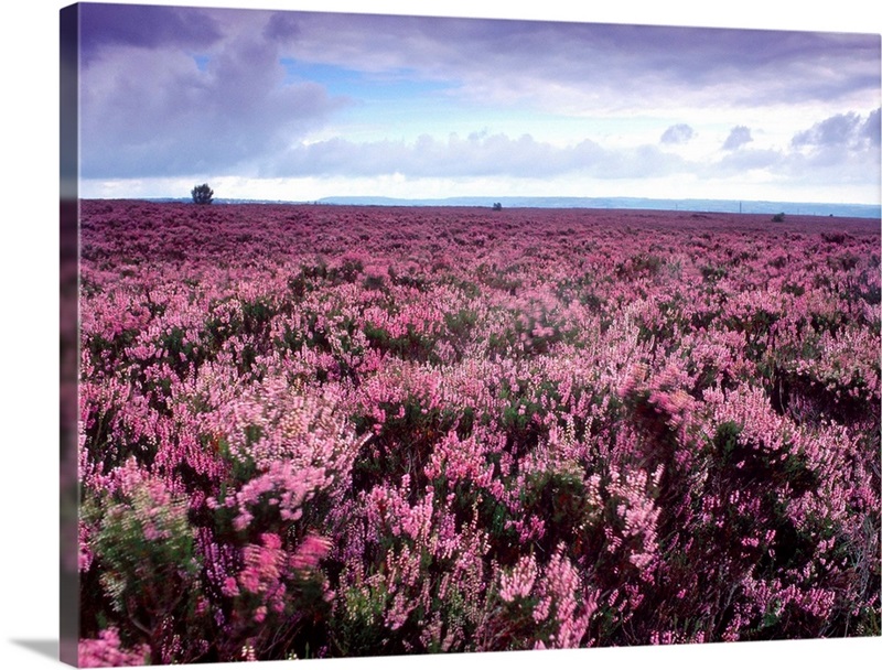 Heather on Moor N Yorkshire England | Great Big Canvas
