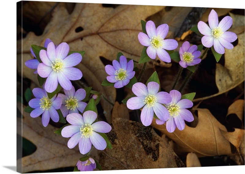Hepatica flowers growing through fallen leaves, close up, Michigan ...