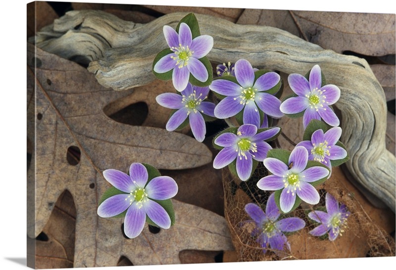 Hepatica flowers growing through fallen leaves, close up, Michigan ...