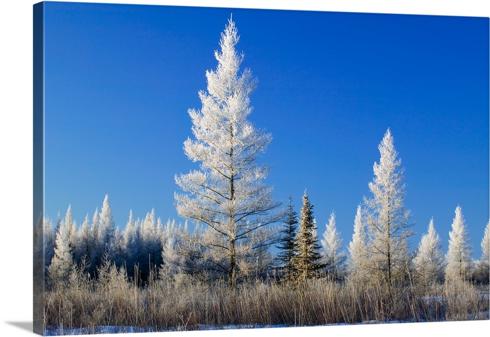 Hoarfrost on tamarack trees, blue sky, Red Lake Wildlife Management ...