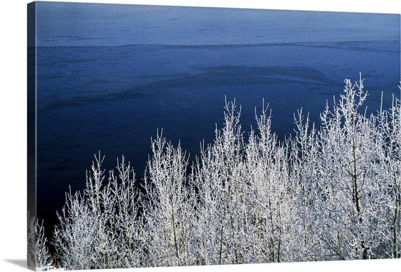Ice on aspen tree tops. | Great Big Canvas