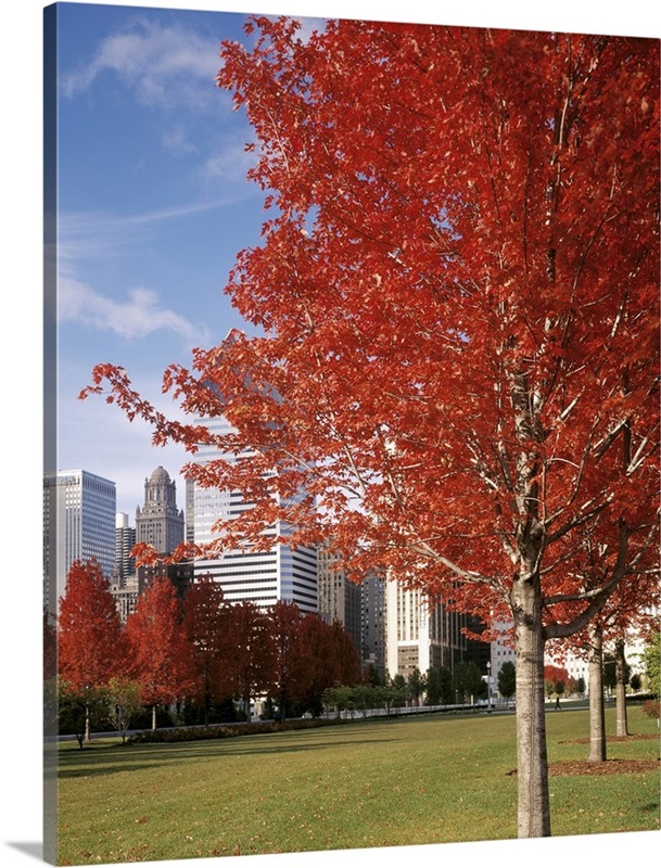 Illinois, Chicago, Millennium Park, Trees in a park during Autumn ...