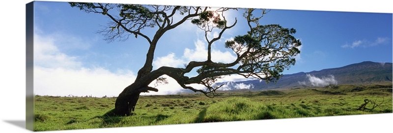 Koa tree on a landscape, Mauna Kea, Big Island, Hawaii | Great Big Canvas