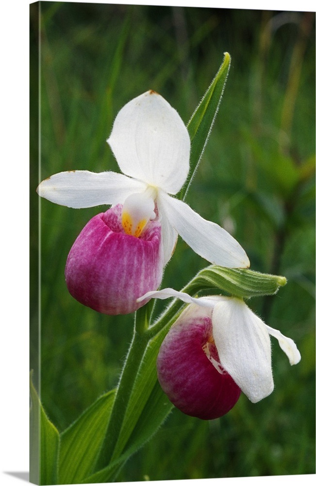 Lady slipper orchids (Cypripedium calceolus), Michigan Wall Art, Canvas ...