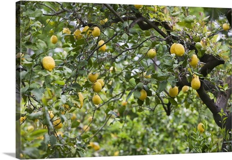 Lemons growing on a tree, Sorrento, Naples, Campania, Italy | Great Big ...
