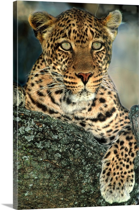 Leopardess, Tanzania, Africa | Great Big Canvas