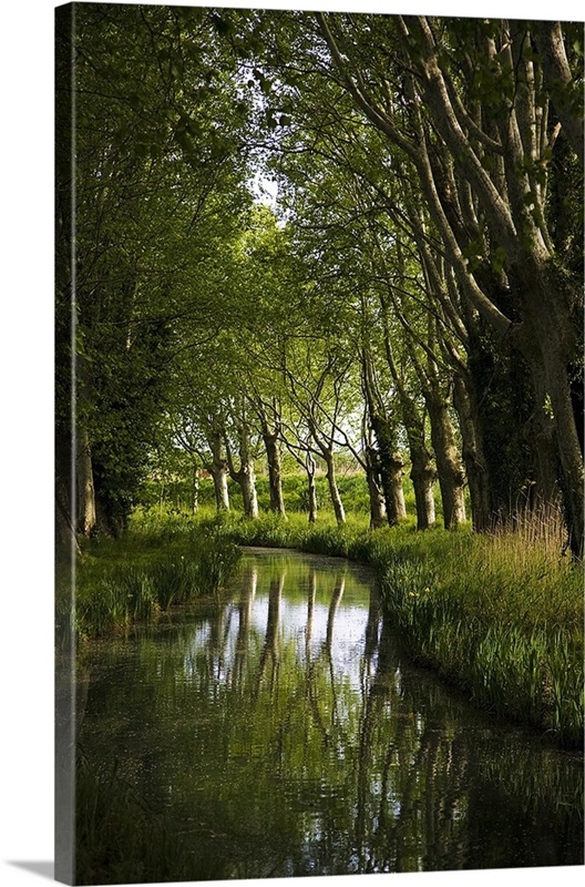 Lime Trees on Feeder to Canal du Midi, Near Mirepeisset, Languedoc ...