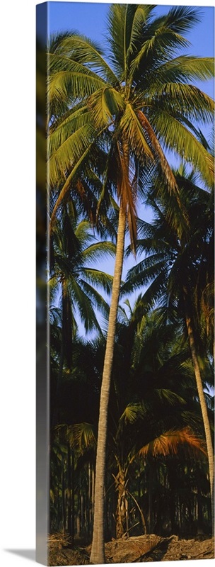 Low angle view of coconut palm trees, Colima, Mexico | Great Big Canvas