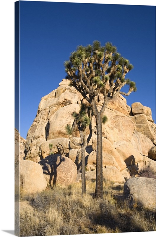 Low-Angle View Of Joshua Tree In Front Of Cliff | Great Big Canvas