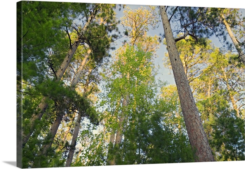 Low angle view of red pine trees growing along Lake Itaska, Itaska ...