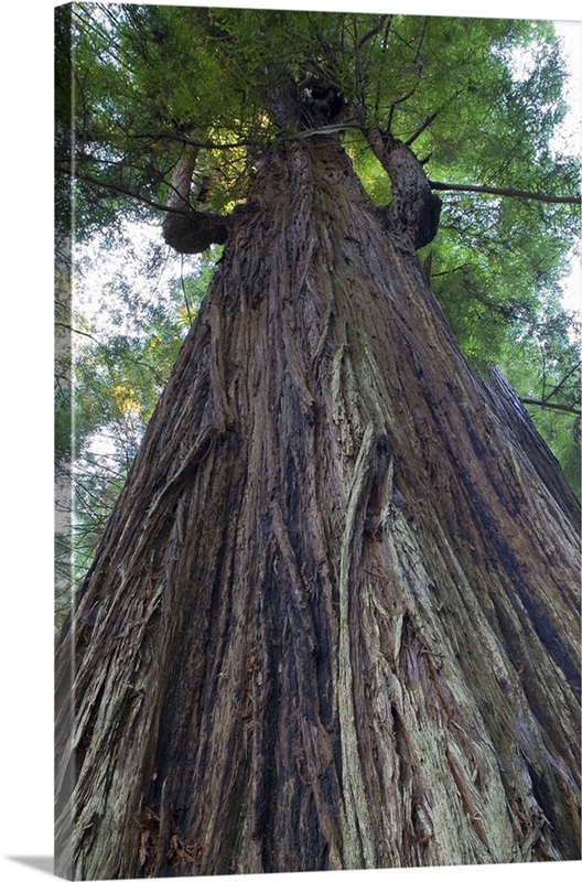 Low-Angle View Of Redwood Tree | Great Big Canvas