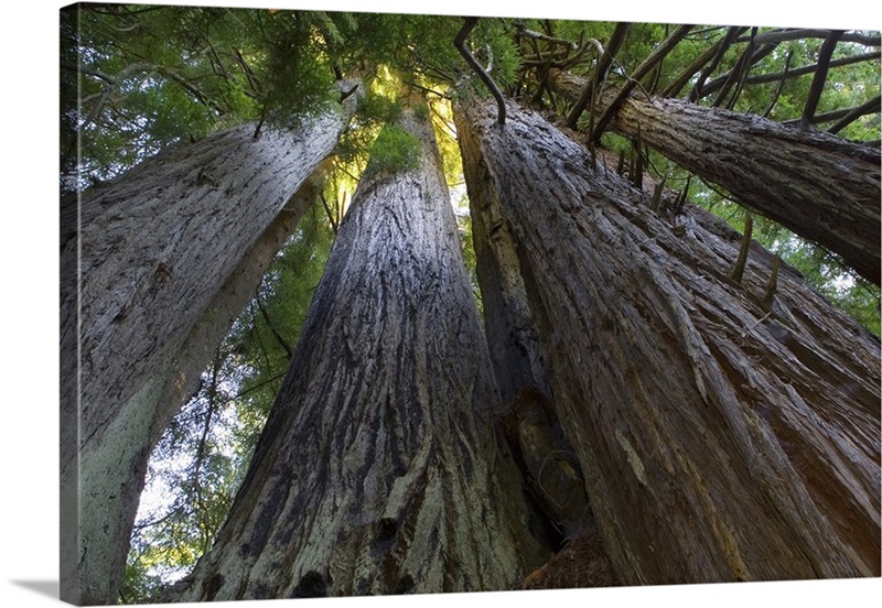 Low-Angle View Of Redwood Trees | Great Big Canvas