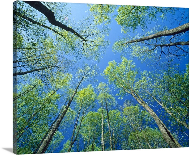 Low angle view of tall trees | Great Big Canvas