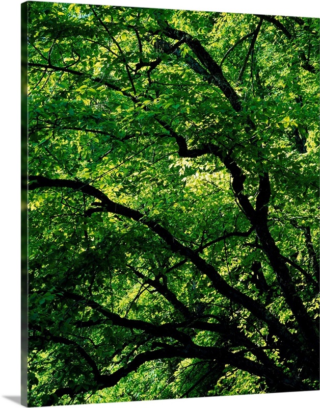 Lush foliage of trees in summer, close up, White Pine Hollow Preserve ...