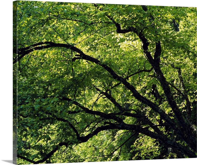 Lush foliage of trees in summer, close up, White Pine Hollow Preserve ...