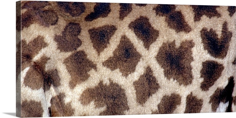 Maasai Giraffe Spots | Great Big Canvas