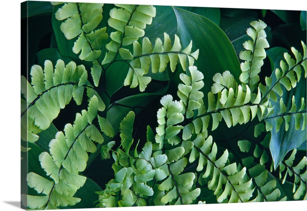 Maidenhair fern fronds, close up (Adiantum pedatum). Wall Art, Canvas ...