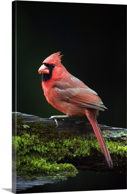 Male northern cardinal (Cardinalis cardinalis) on a mossy log, profile ...