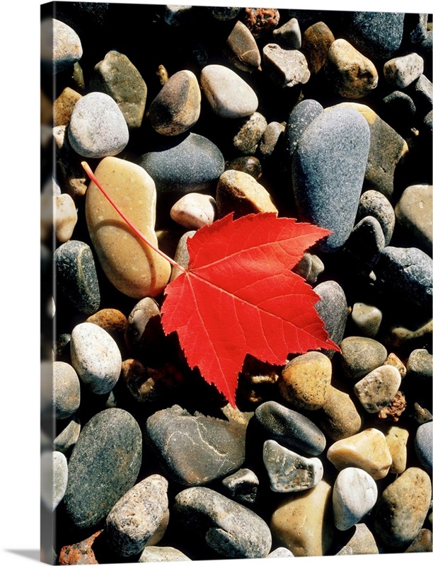 Maple Leaf on Pebbles | Great Big Canvas