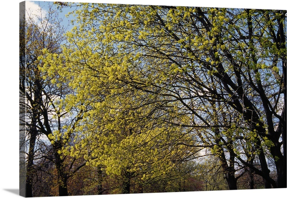 Maple trees budding in spring, New York Wall Art, Canvas Prints, Framed ...
