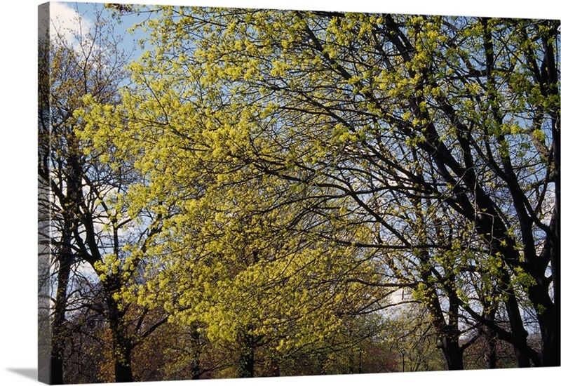 Maple trees budding in spring, New York | Great Big Canvas