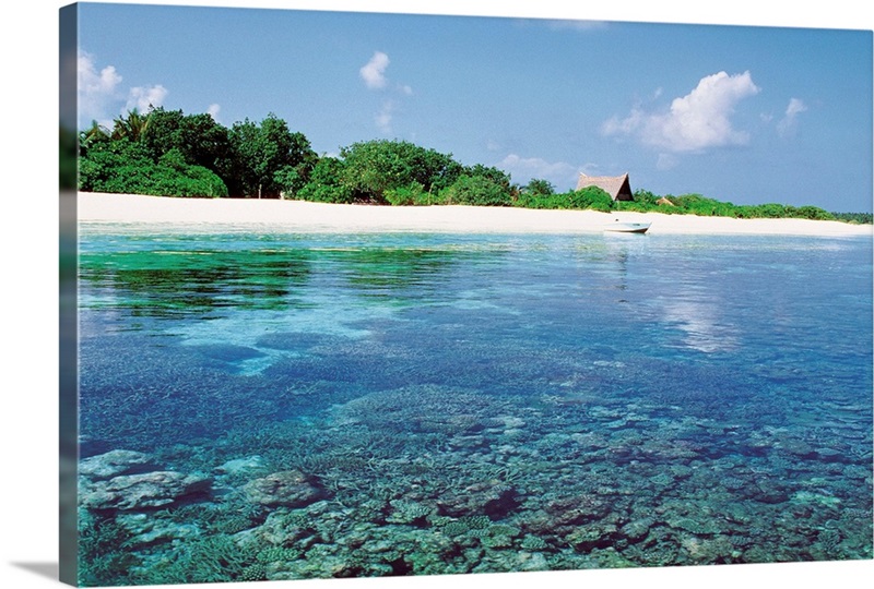 Moss and reef under shallow water | Great Big Canvas