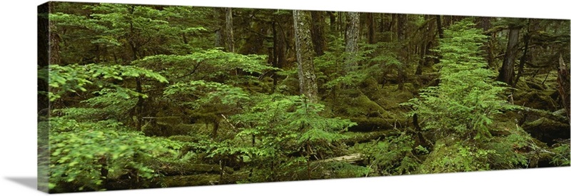 Moss covered trees in the forest, Tongass National Forest, Alaska ...