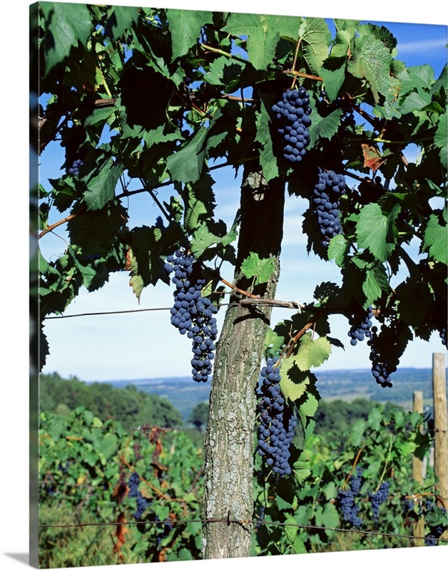 New York, Finger Lakes, Lake Keuka, Hammondsport, Bunch of grapes on a ...