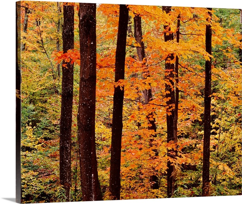 New York State, Adirondack Mountains, Dense forest in the Old Forge ...