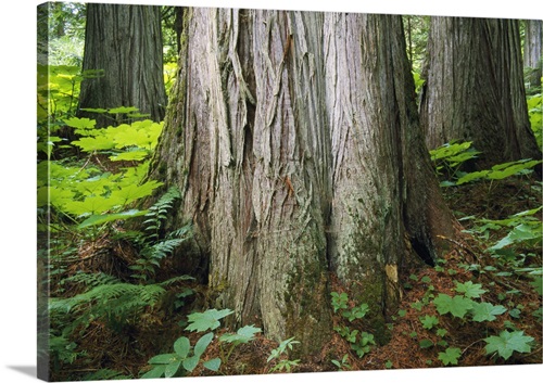 Old-Growth Forest | Great Big Canvas
