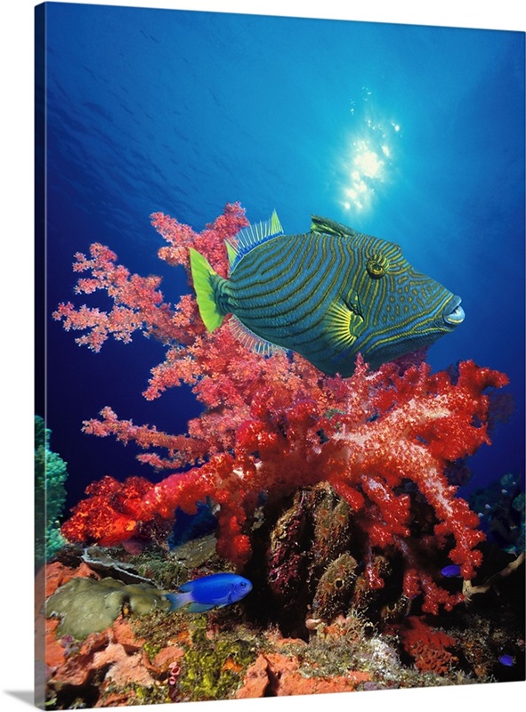 Orange Lined triggerfish (Balistapus undulatus) and soft corals in the ...