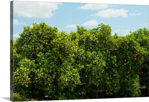 Orange trees in an orchard, Santa Paula, Ventura County, California ...