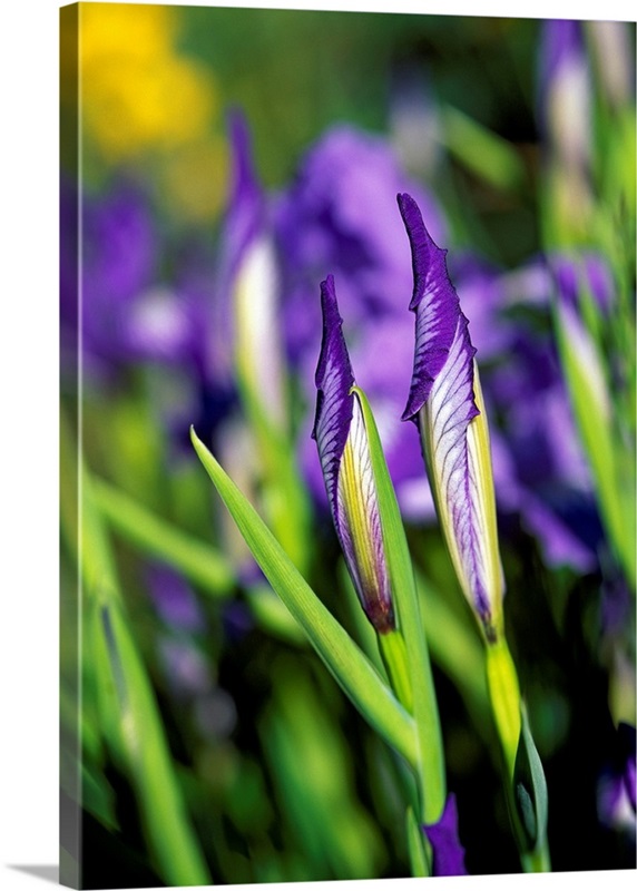 Oregon Iris Flowers In Bloom | Great Big Canvas