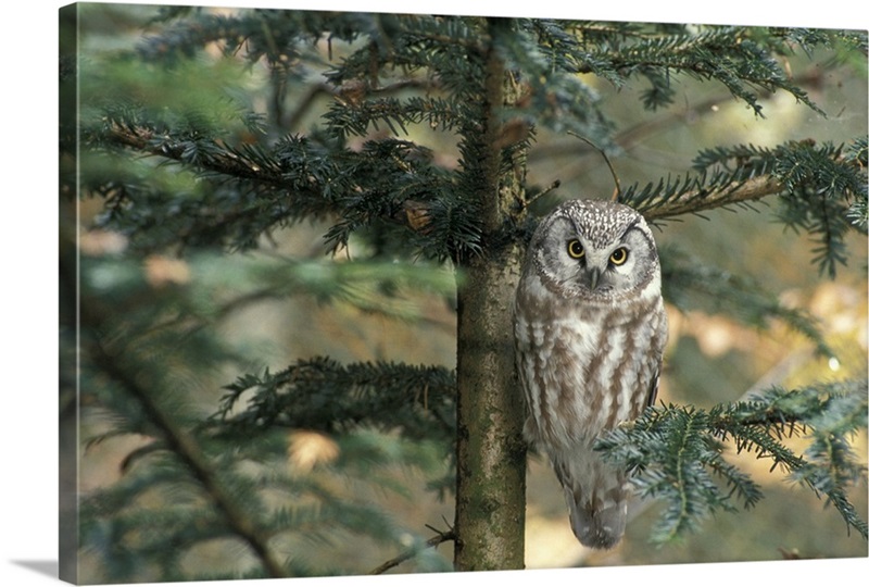 Owl in Tree | Great Big Canvas